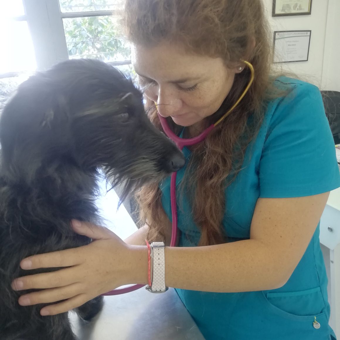 La importancia de la dermatología veterinaria: Por qué deberías ...